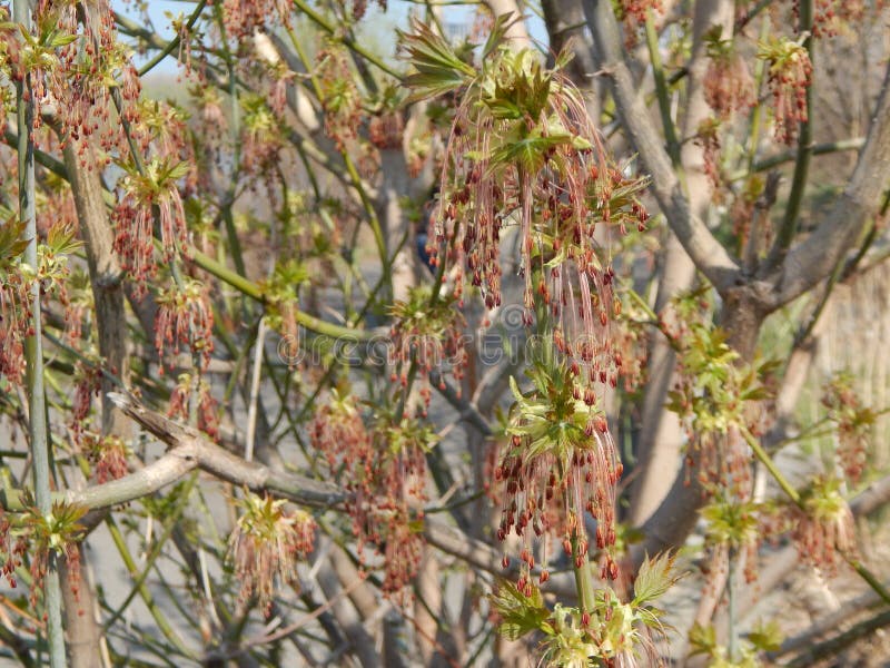 Kidney in the trees spring stock photo. Image of park - 89888394
