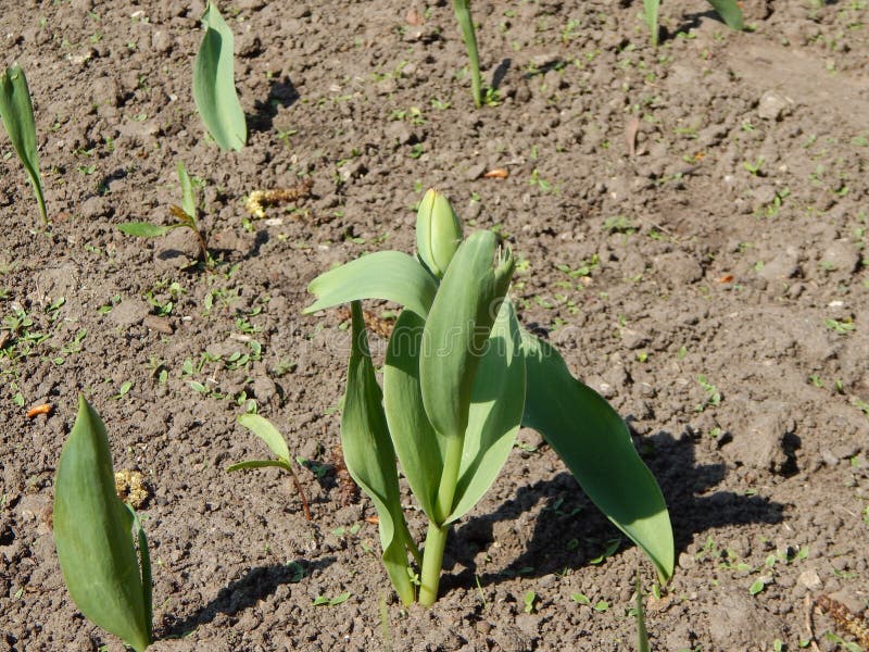 Kidney in the trees spring stock photo. Image of landscape - 89888644