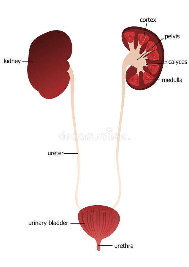 Kidney, ureter, urethra stock illustration. Illustration of ureter ...