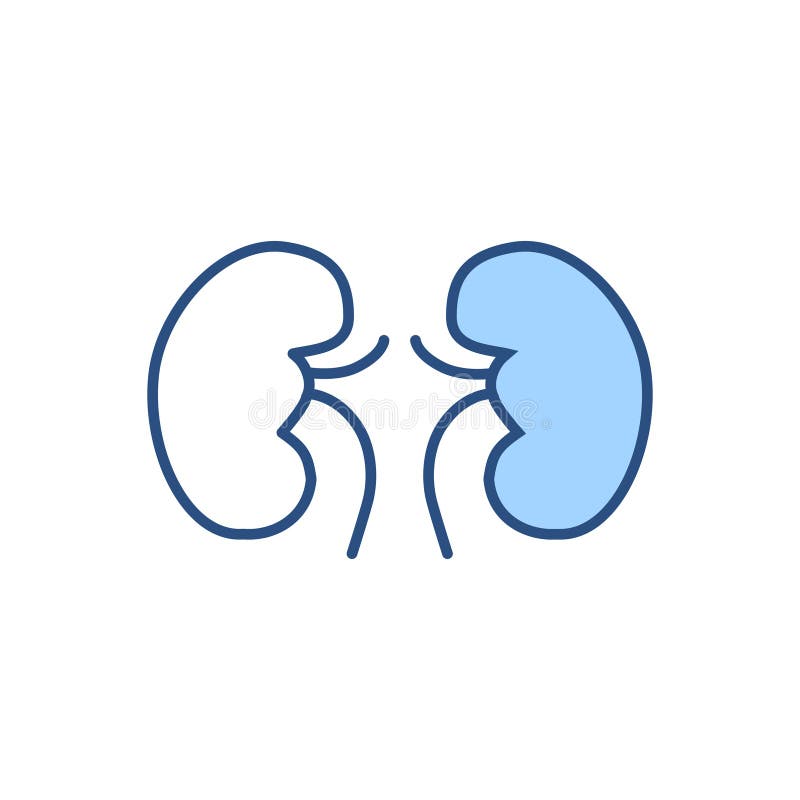 Kidney Vector Icon stock illustration. Illustration of body - 287016454