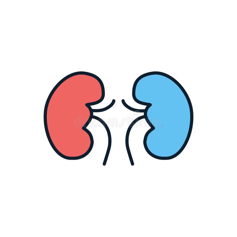Kidney Vector Icon stock illustration. Illustration of vector - 289430014
