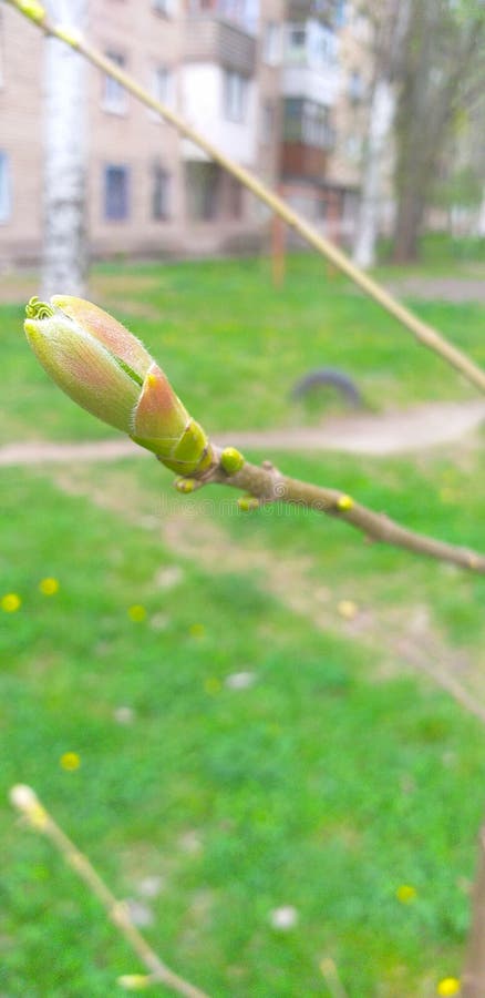 Bud of a Young Chestnut. Green Young Chestnut. Stock Photo - Image of ...