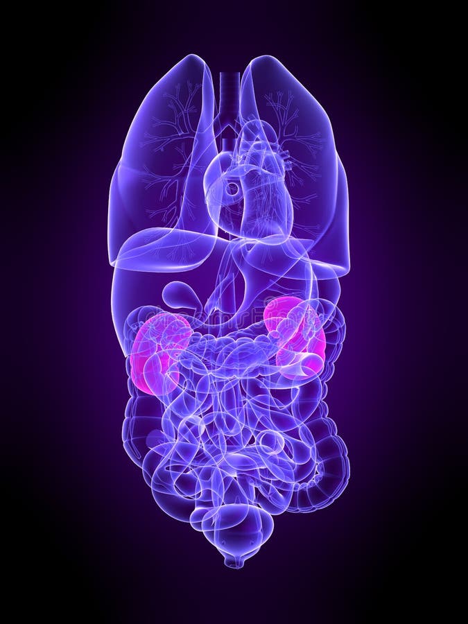 Kidneys Purple Stock Illustrations – 65 Kidneys Purple Stock ...