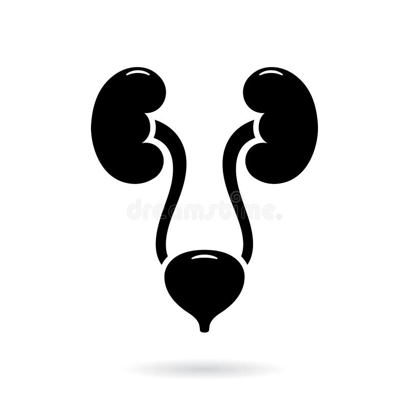 Kidneys and Bladder Logo, Human Urinary System Stock Vector ...