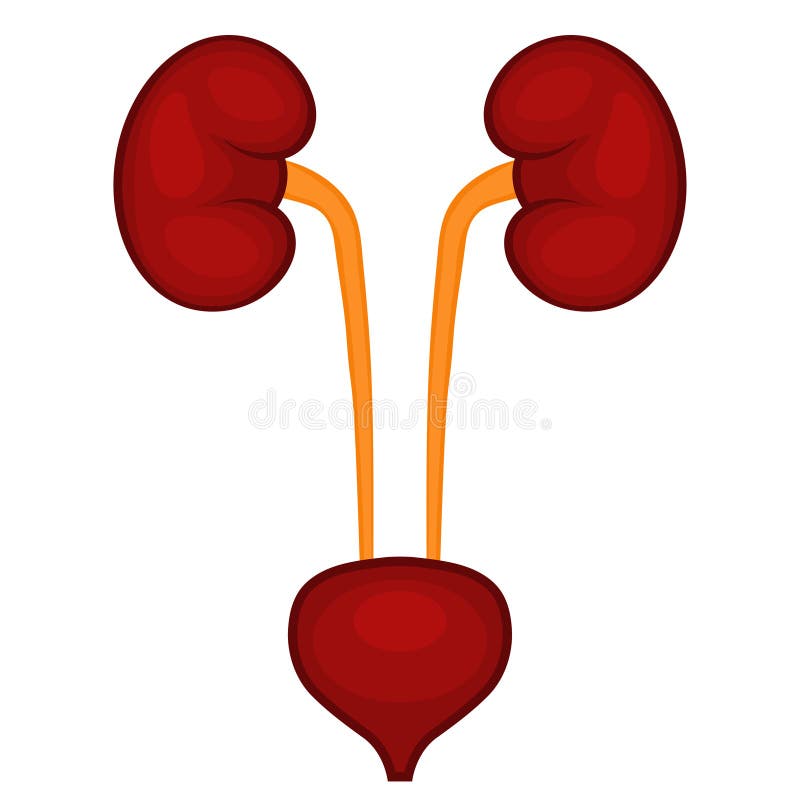 Urinary Tract Stock Illustrations – 2,608 Urinary Tract Stock ...