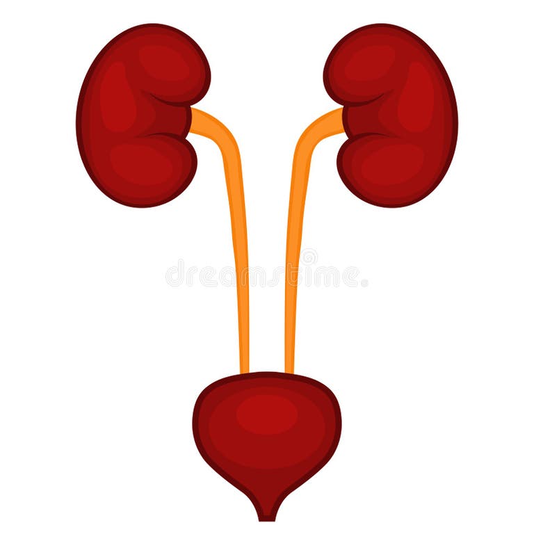 Urinary Tract Icon Stock Illustrations – 768 Urinary Tract Icon Stock ...