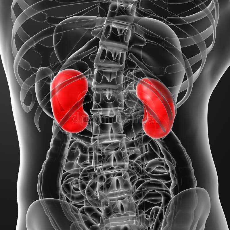 Human Male Kidneys Anatomy stock illustration. Illustration of blue ...
