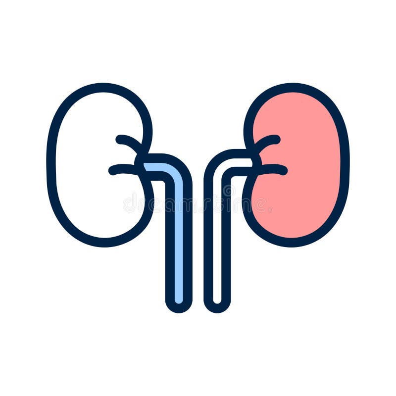 Kidneys stock vector. Illustration of vector, kidneys - 332681474