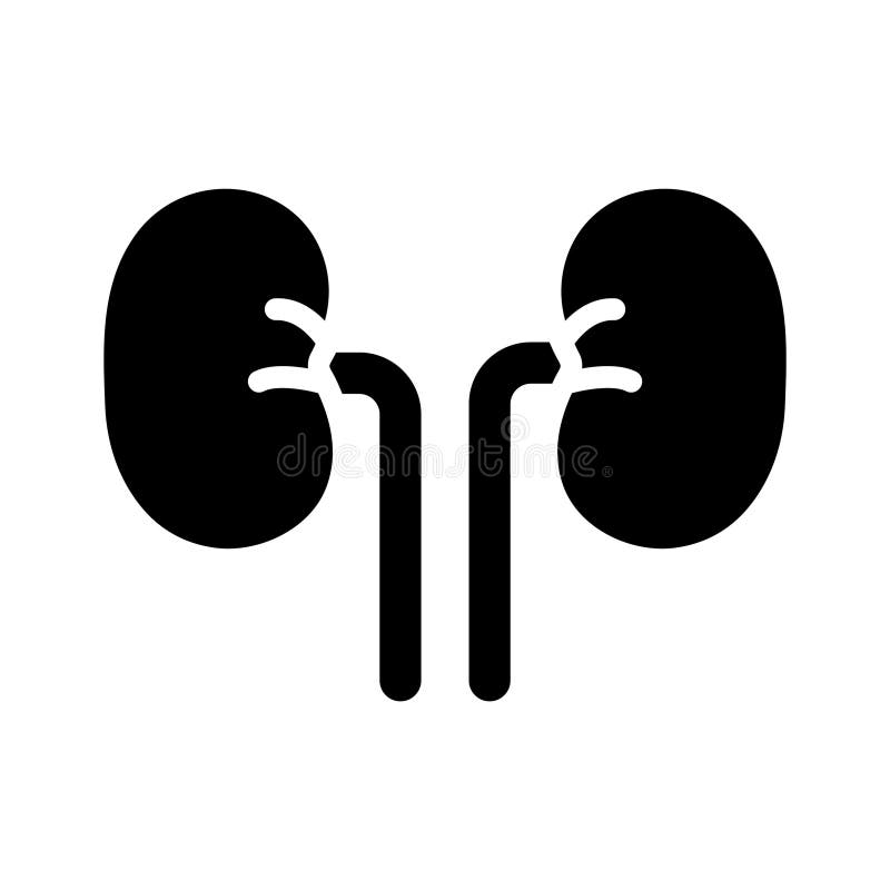 Kidneys stock vector. Illustration of glyph, human, medical - 332686990