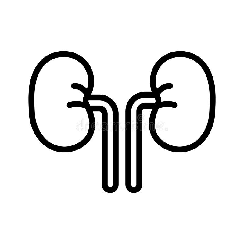 Kidneys stock vector. Illustration of kidneys, anatomy - 332701372