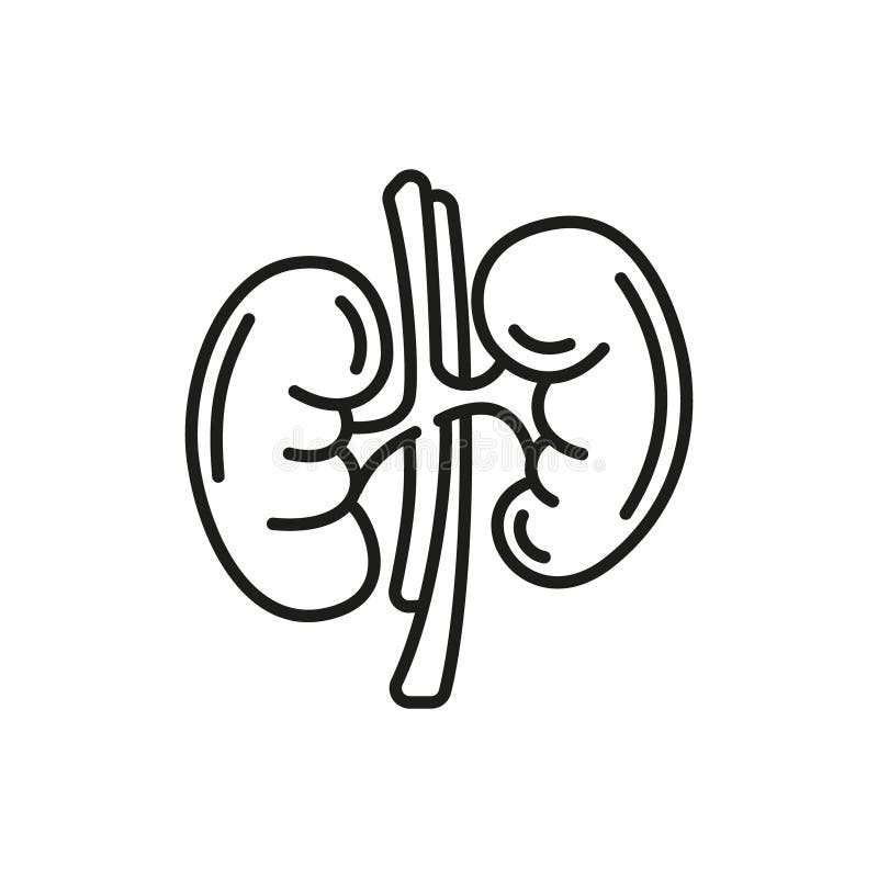 Gray Kidneys Stock Illustrations – 80 Gray Kidneys Stock Illustrations ...