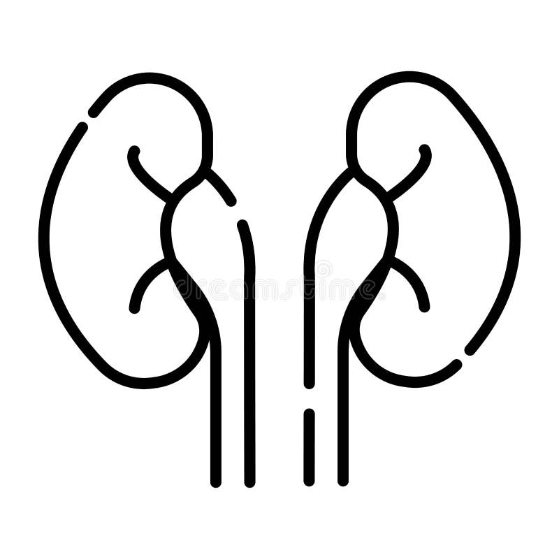 Outline Two Kidneys Vector Icon. Isolated Black Simple Line Element ...