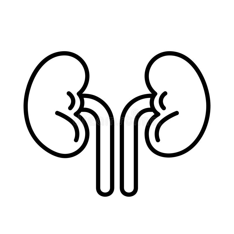 Kidneys Icon Vector Illustration Design, Line Art Style Icon, Human ...