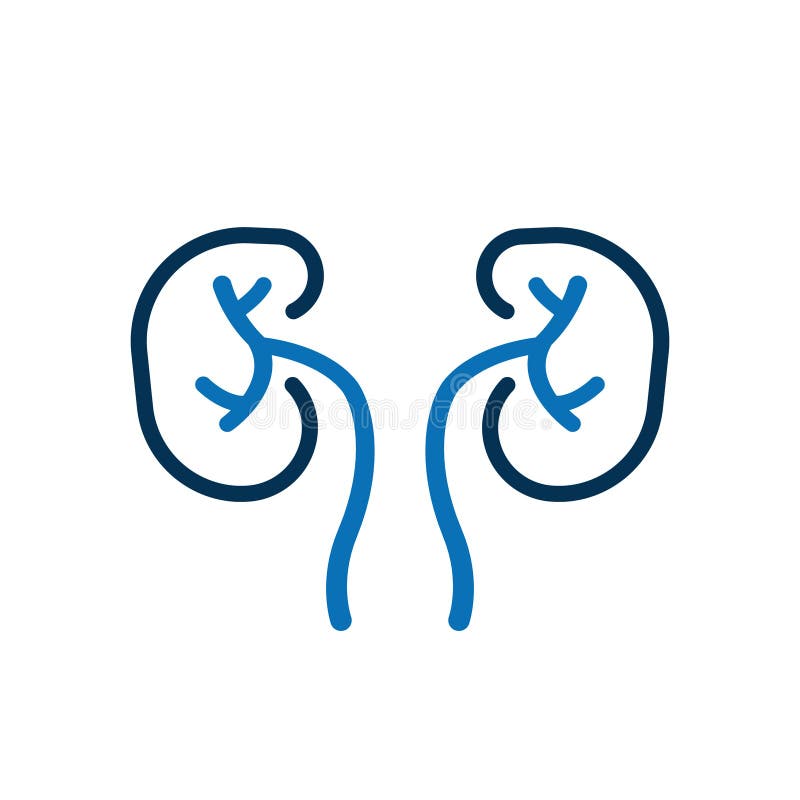 Kidneys Icon on White. Vector Stock Vector - Illustration of healthy ...