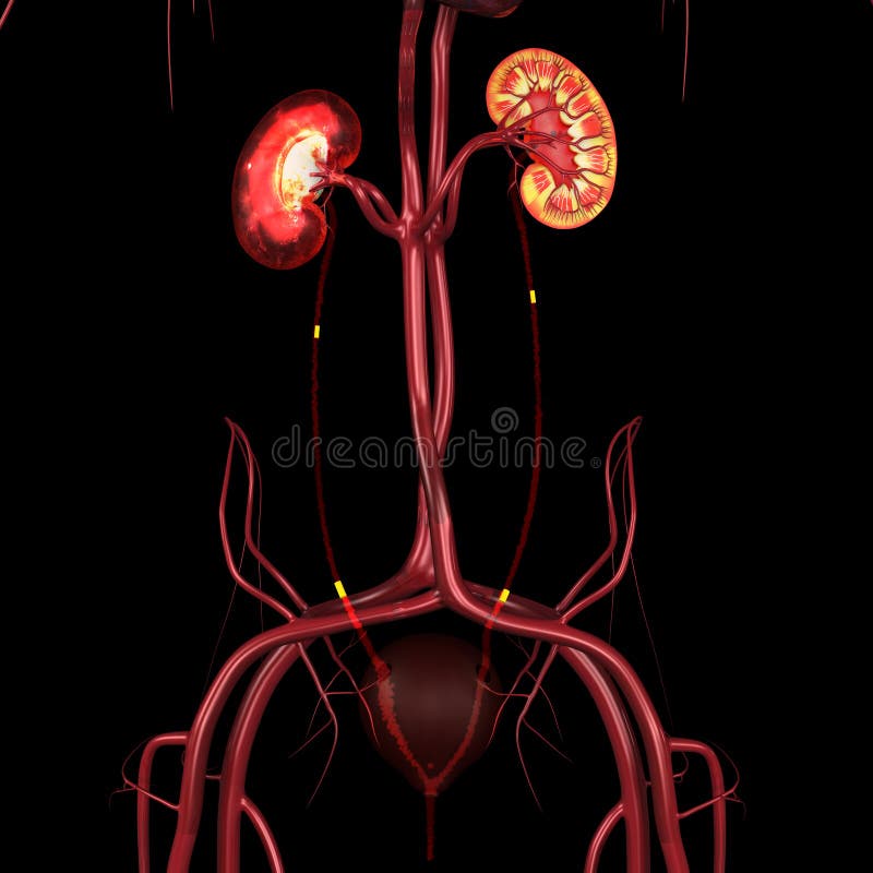 Abdominal Cavity Cross Section Stock Illustrations – 80 Abdominal ...
