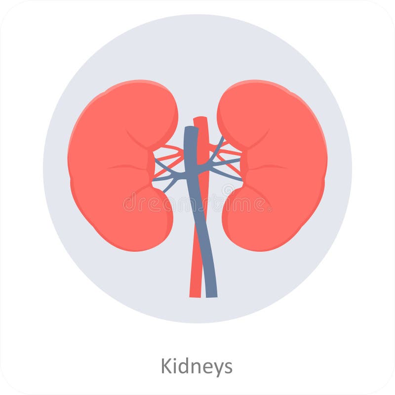 Kidneys stock vector. Illustration of health, medicine - 264942791