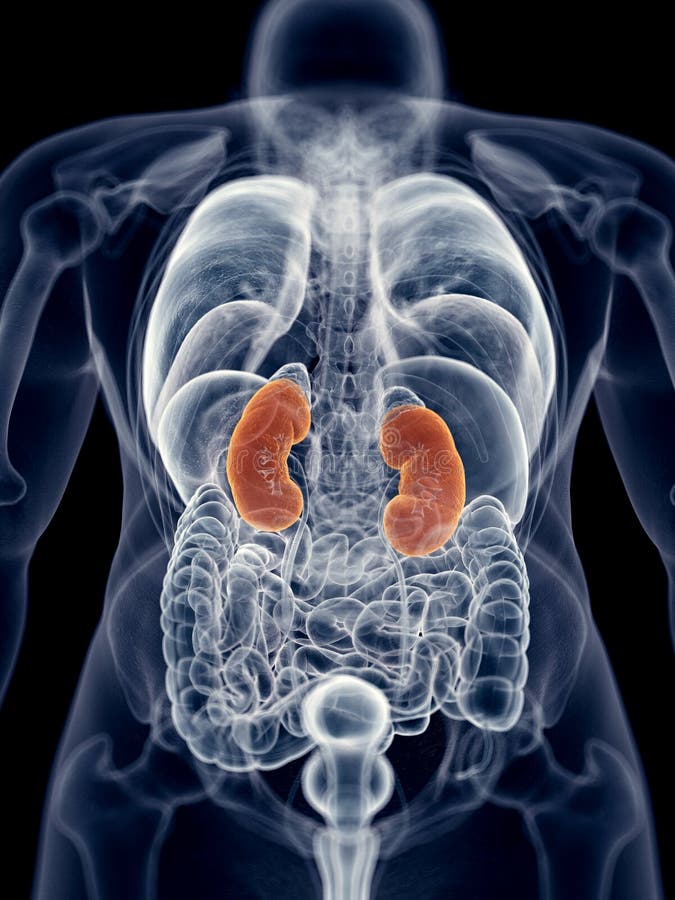 The kidneys stock illustration. Illustration of medical - 57000201
