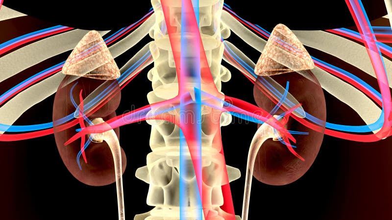 3D Illustration of Urinary System Kidney Organic - Part of Human ...