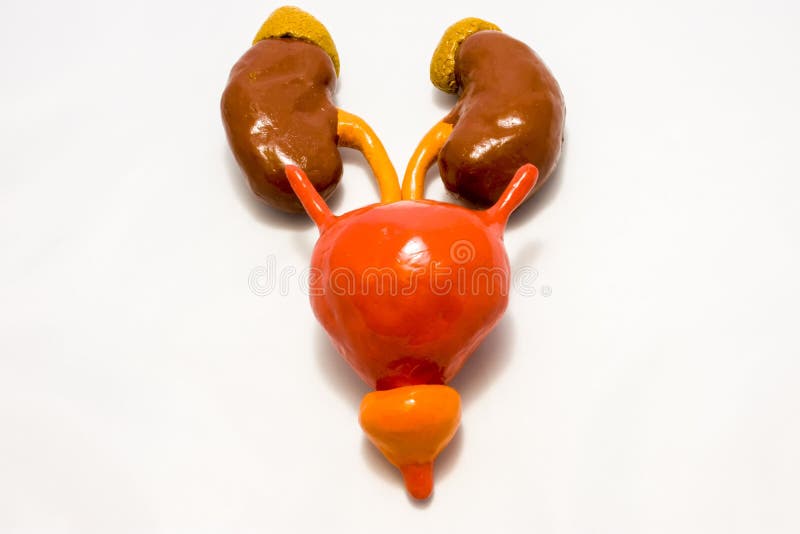 Human Kidney Frozen in Ice Cube, 3D Rendering Stock Illustration ...