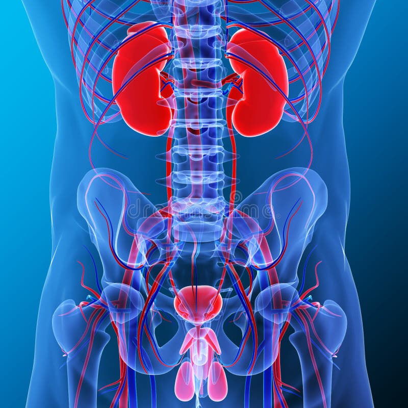 Kidneys Urinary And Male Reproductive System 3D Render Stock ...