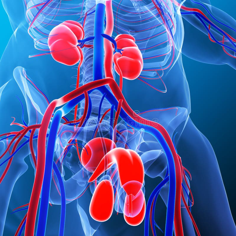 Kidneys Urinary and Male Reproductive System 3D Render Stock ...