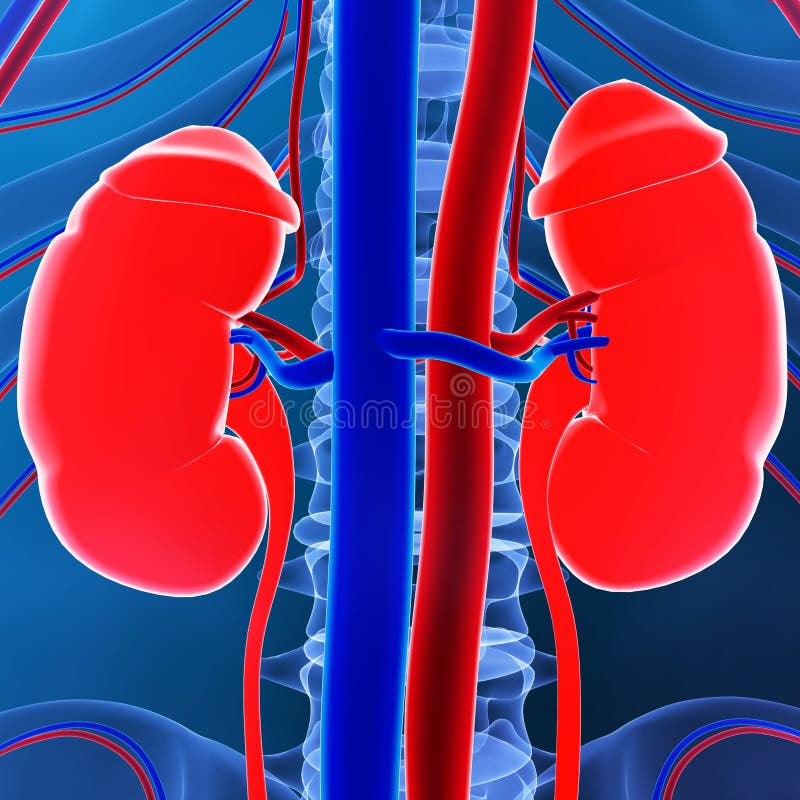 Kidneys and Urinary System 3D Render Stock Illustration - Illustration ...