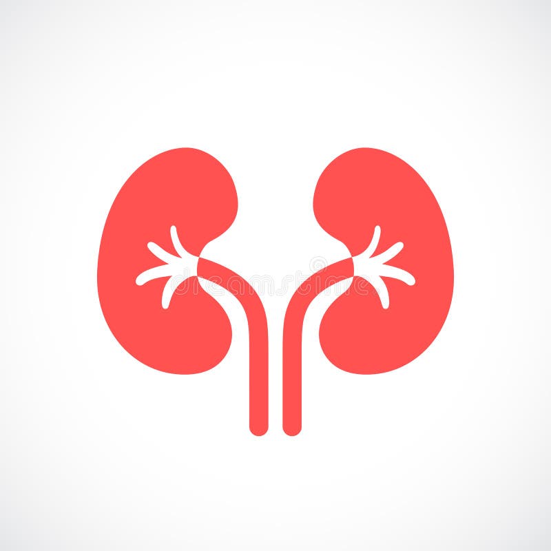 Kidney Human Internal Organ Vector Icon Stock Vector - Illustration of ...