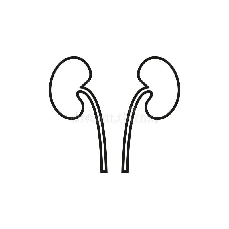 Kidneys Vector Icon Simple Element Illustration Can Be Use for Mobile ...