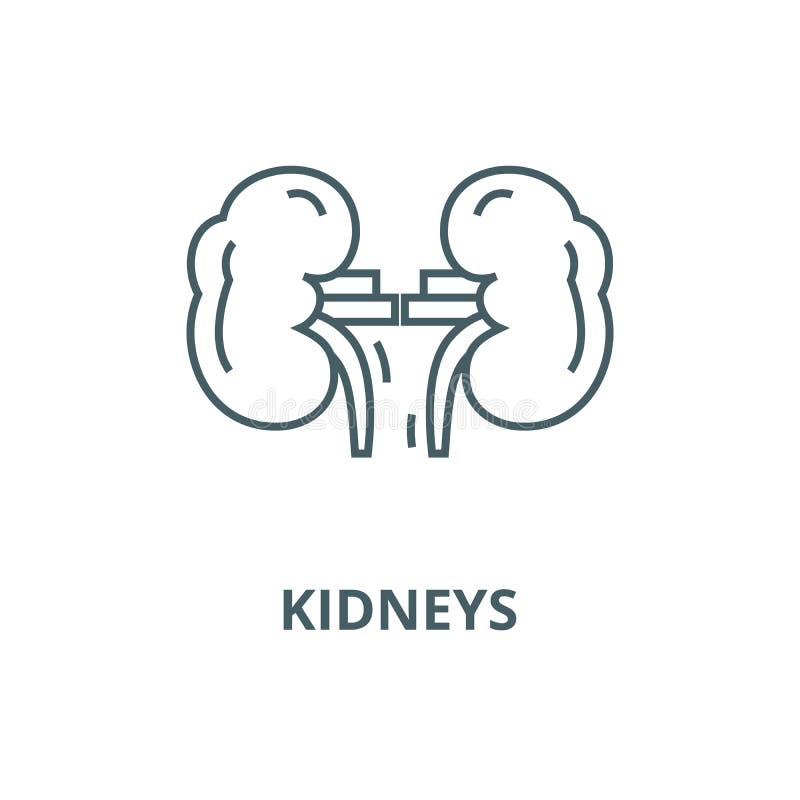 Kidney Line Icon Concept. Kidney Vector Linear Illustration, Symbol ...