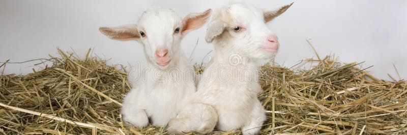 Kids stock photo. Image of farm, twins, caprine, cattle - 2313116