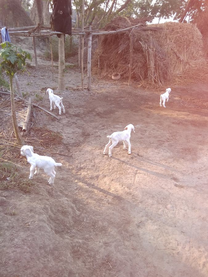 Kids stock image. Image of innocent, animals, helpful - 122363911