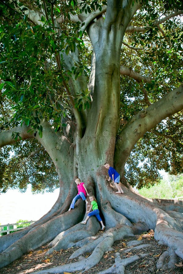 10+ Kids climb tree Free Stock Photos - StockFreeImages