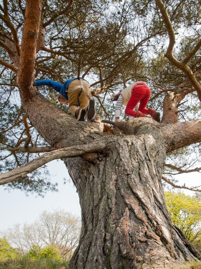 Kids climbing in a tree stock photo. Image of exploration - 39992634