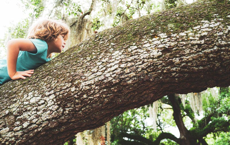 Kids Climbing Trees, Hanging Upside Down on a Tree in a Park. Child ...