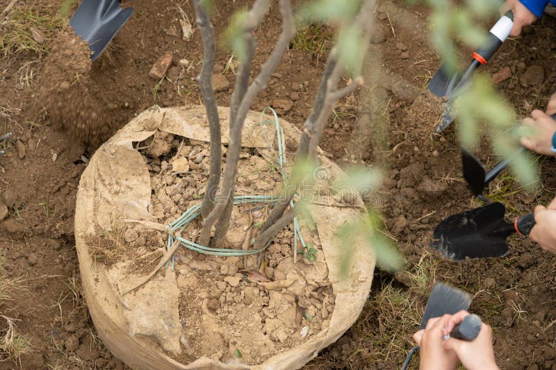 Kids Doing Tree Planting Horizontal Composition Stock Photo - Image of ...