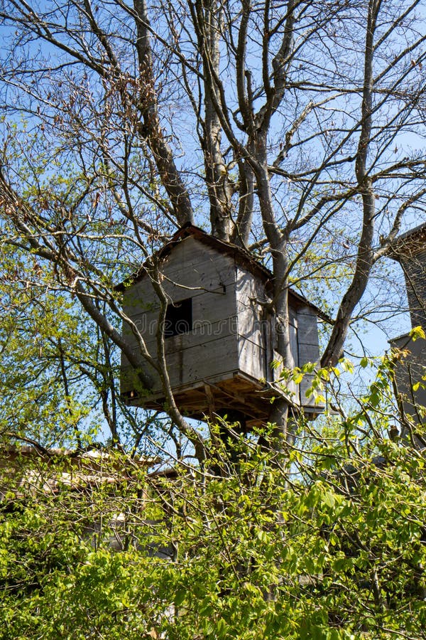 Kids Empty Tree House Build between Branches of Large Tree in the Yard ...