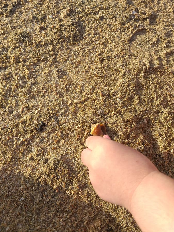 Kids play with shell stock photo. Image of explore, shell - 264782460