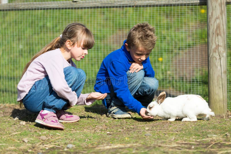 Boy feeding his pet rabbit stock photo. Image of feed - 32967288
