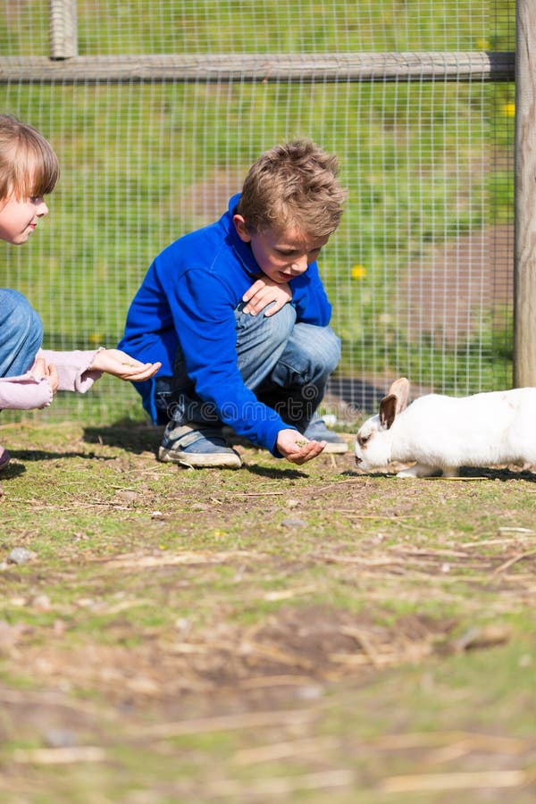 Boy feeding rabbit stock image. Image of rabbits, child - 41592307
