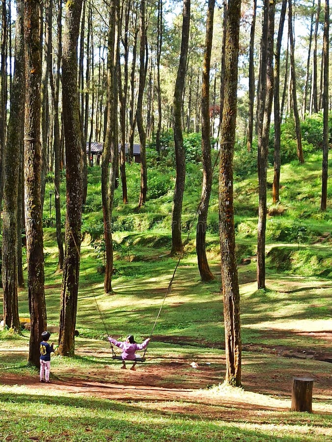 Kids garden forest stock image. Image of forest, indonesia - 366307585