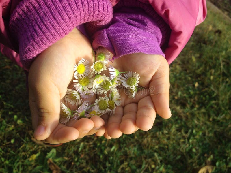 Kids hands with flower stock photo. Image of botanical - 41209052