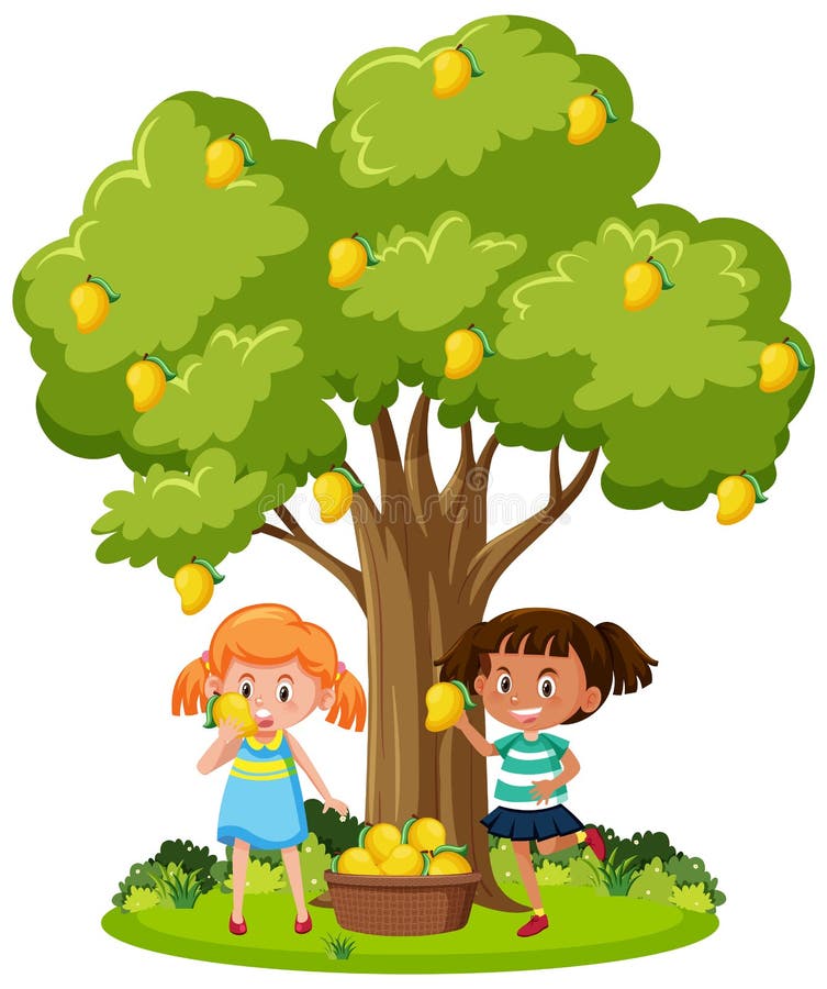 Mango Tree Clipart Stock Illustrations 127 Mango Tree Clipart Stock