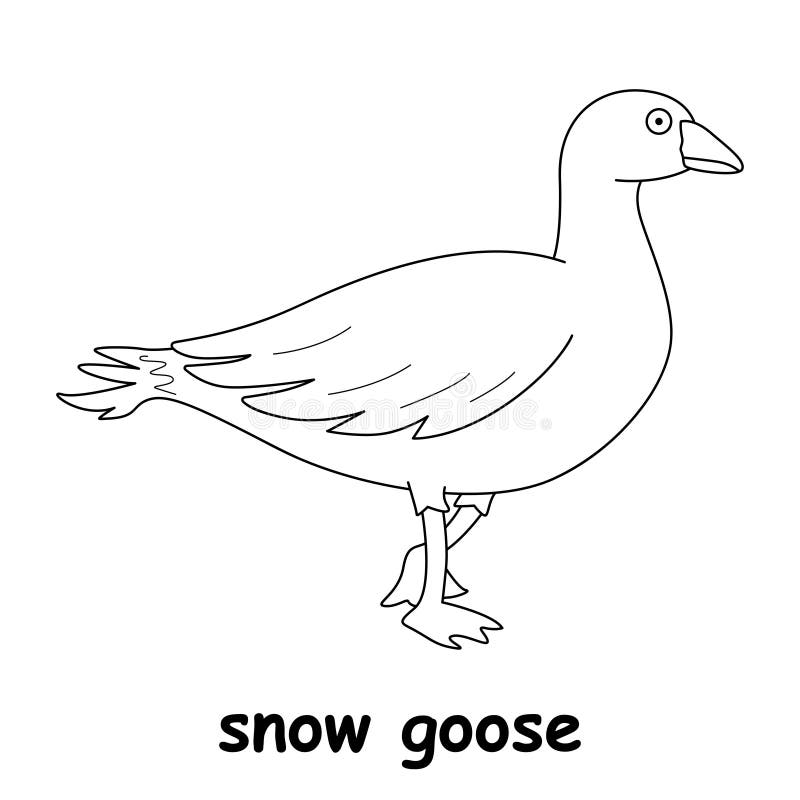 Kids Line Illustration Coloring Snow Goose Stock Vector - Illustration ...