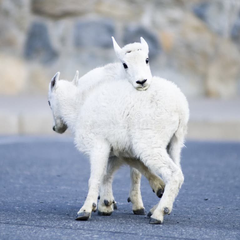 278 Kids Playing Horns Stock Photos - Free & Royalty-Free Stock Photos ...