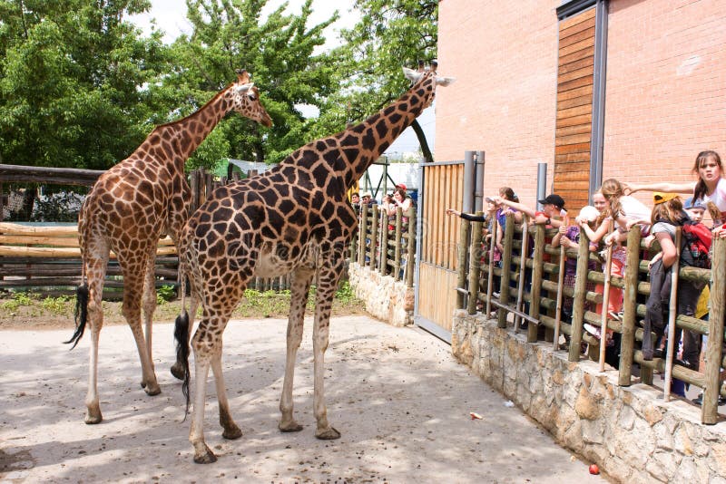 Kids in the zoo editorial photography. Image of budapest - 19111787