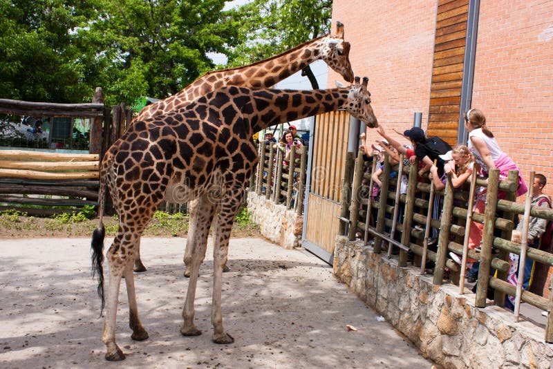Kids in the zoo editorial image. Image of camera, vacation - 19111795