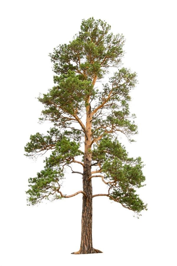 Kiefer-Baum stockbild. Bild von baumstamm, baum, kiefer - 274999