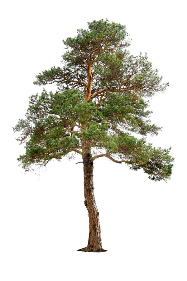 Kiefer-Baum stockbild. Bild von baumstamm, baum, kiefer - 274999