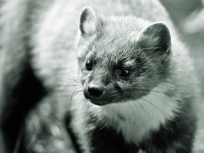 Baummarder stockfoto. Bild von kiefer, weasel, omnivorous - 33595794