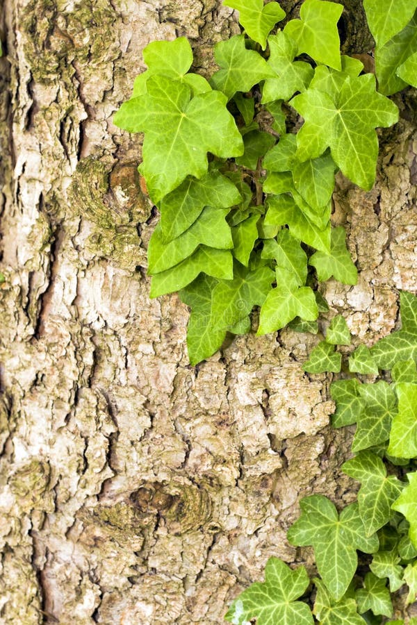 Gift-Efeu, Toxicodendron Radicans Stockbild - Bild von wild, rebe: 31684989